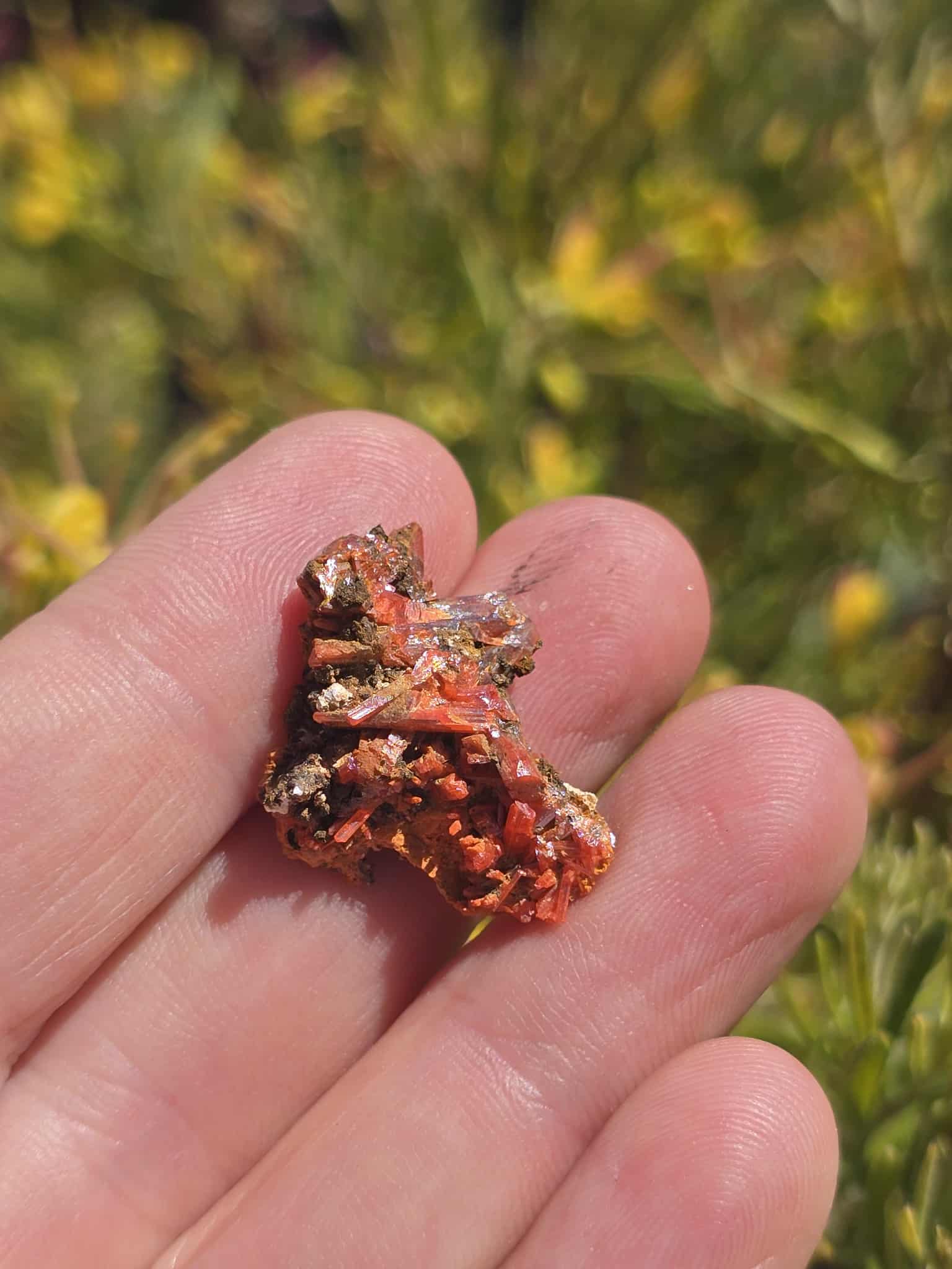 Rare Crocoite Specimen | Adelaide Mine – theoldmouldy