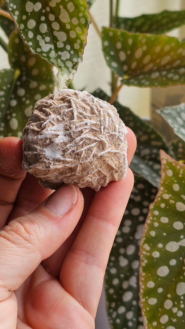 Gypsum rock rose – theoldmouldy